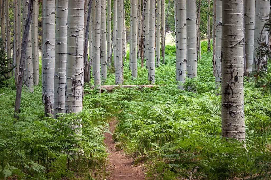 30 Best Flagstaff Hikes: Explore the Arizona High Country