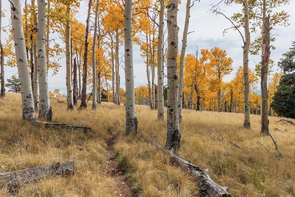 30 Best Flagstaff Hikes: Explore the Arizona High Country