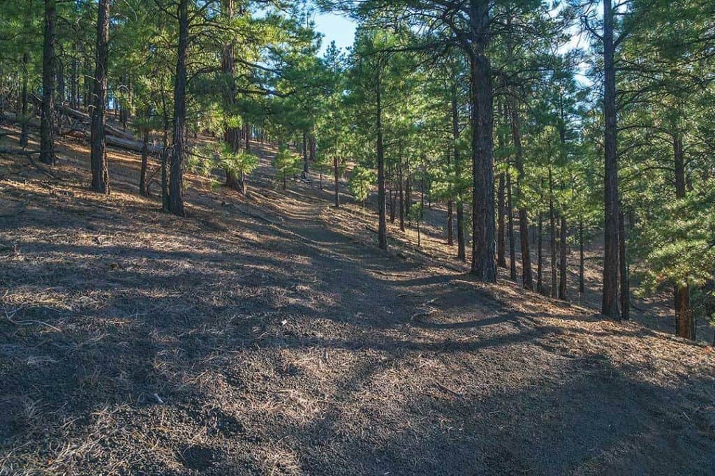 30 Best Flagstaff Hikes: Explore the Arizona High Country