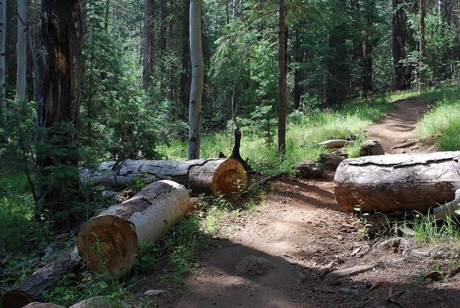 30 Best Flagstaff Hikes: Explore the Arizona High Country