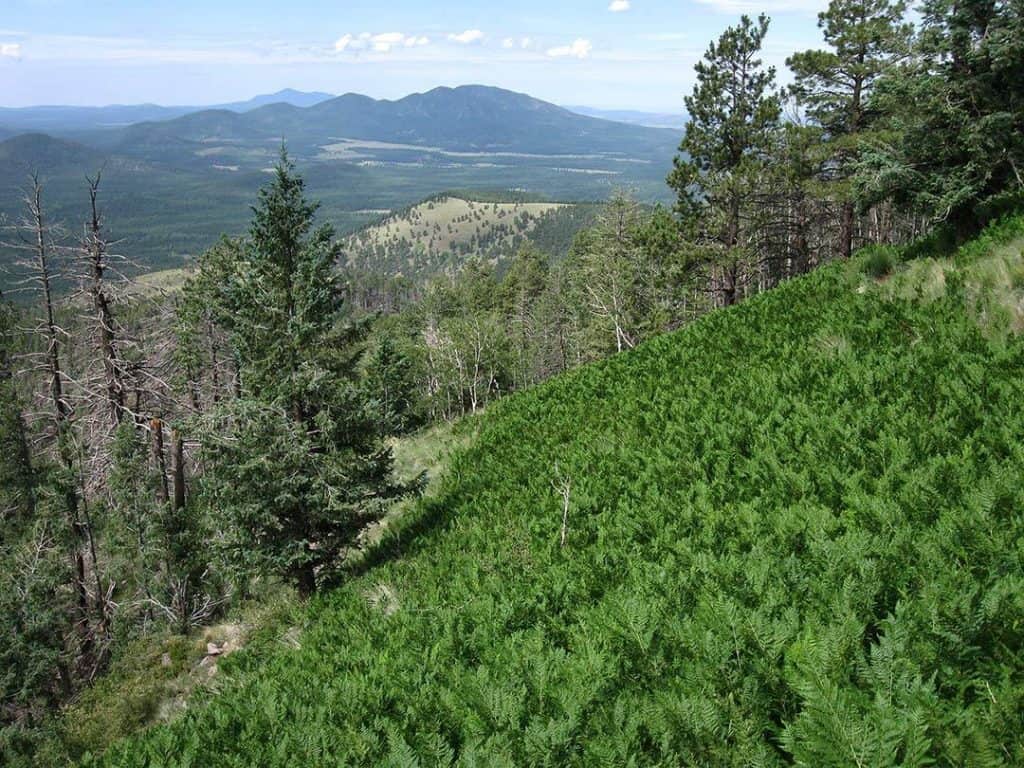 30 Best Flagstaff Hikes: Explore the Arizona High Country