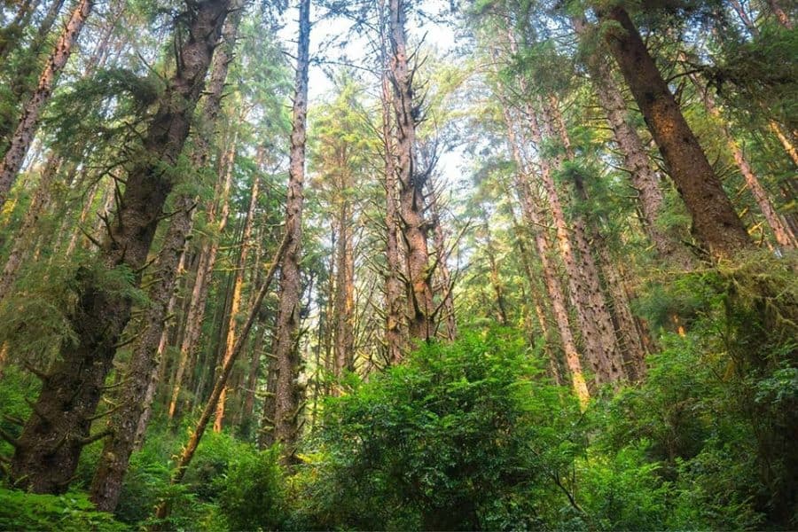 14 Best Hikes in Northern California | Territory Supply