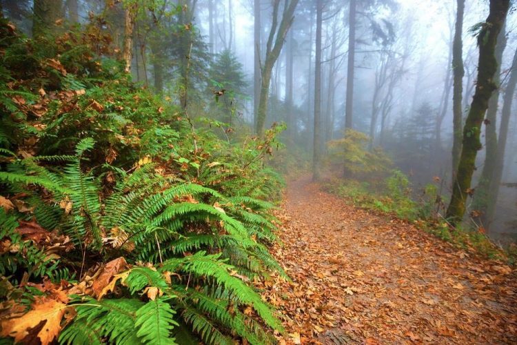 The Best Neighborhoods To Stay in Portland, Oregon - Territory Supply