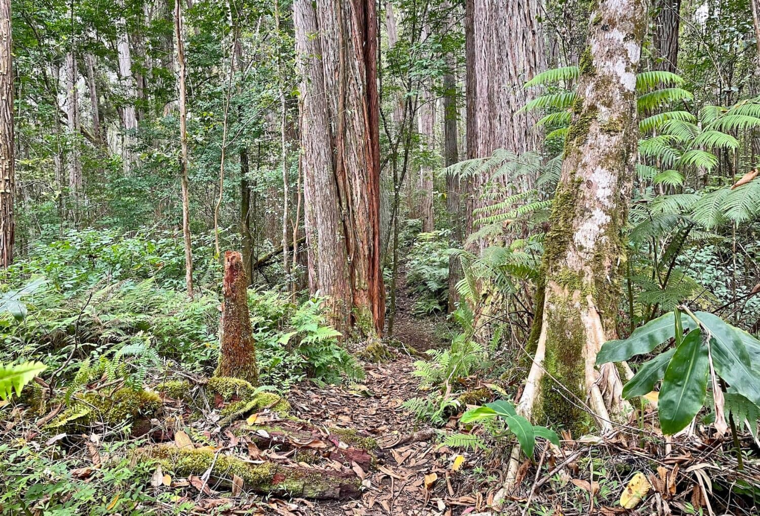 14 Life-Changing Hikes on Hawaii's Big Island - Territory Supply
