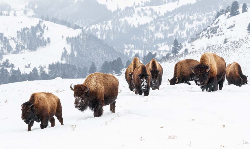 9 Best National Parks to Visit in December - Territory Supply