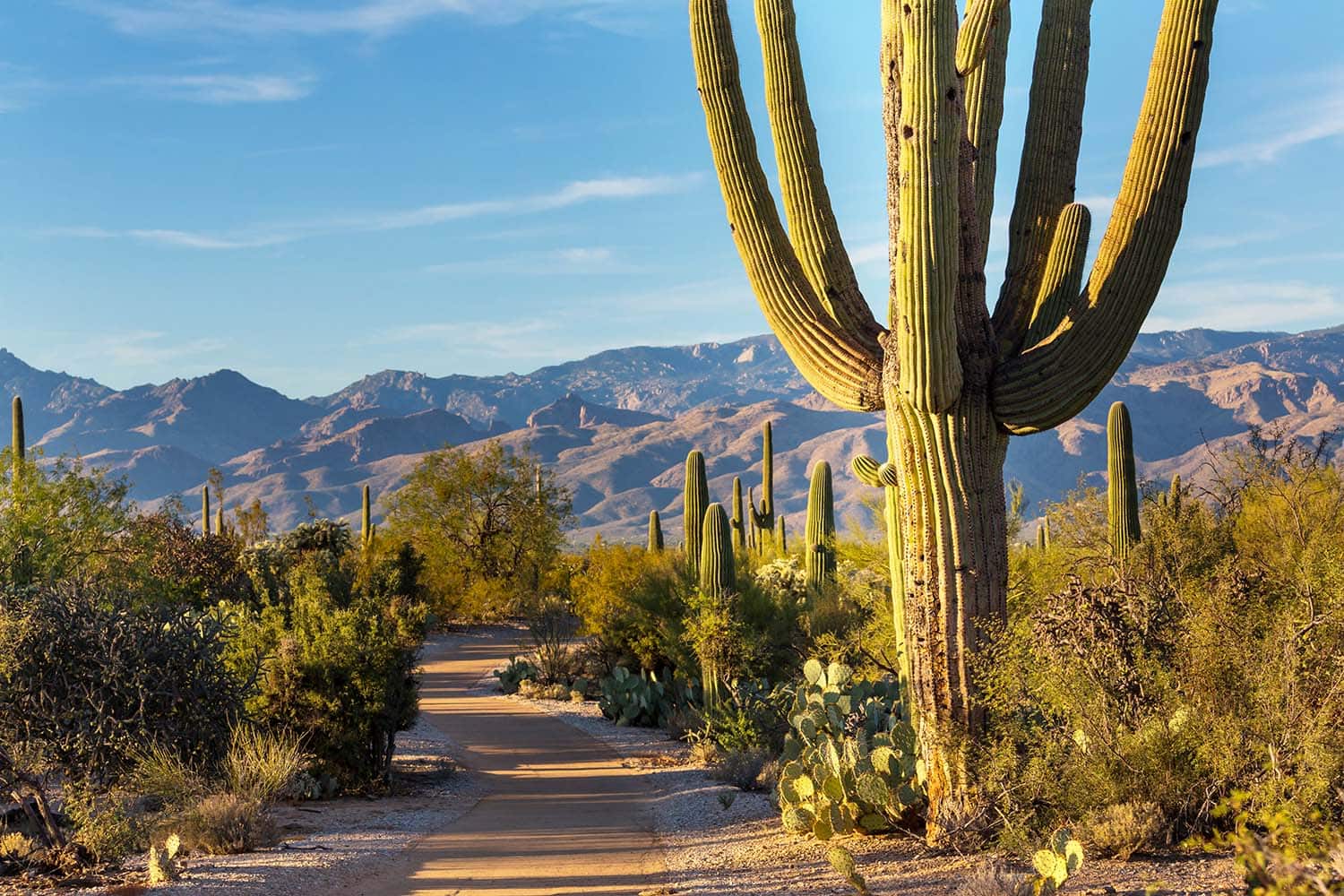 8 Rad Camping Spots Near Saguaro National Park, Arizona