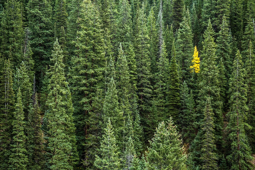 Fall Foliage 101: Why Do Leaves Change Colors in the Fall? - Territory ...