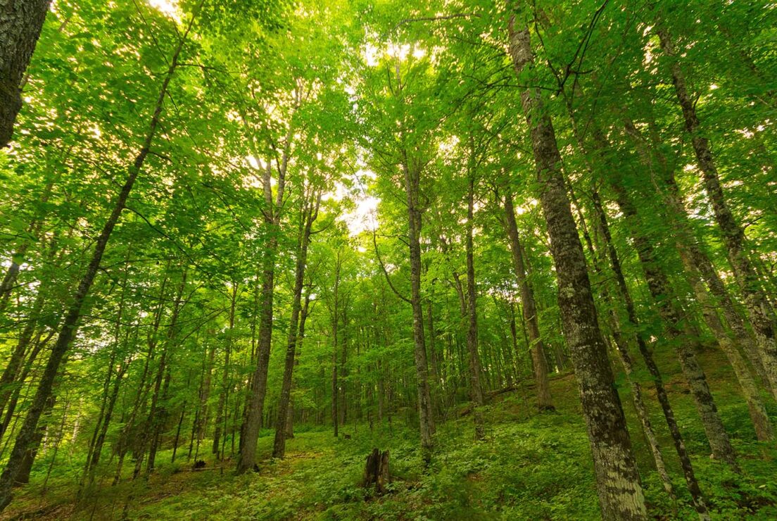 6 Best Camping Spots in the Prescott National Forest