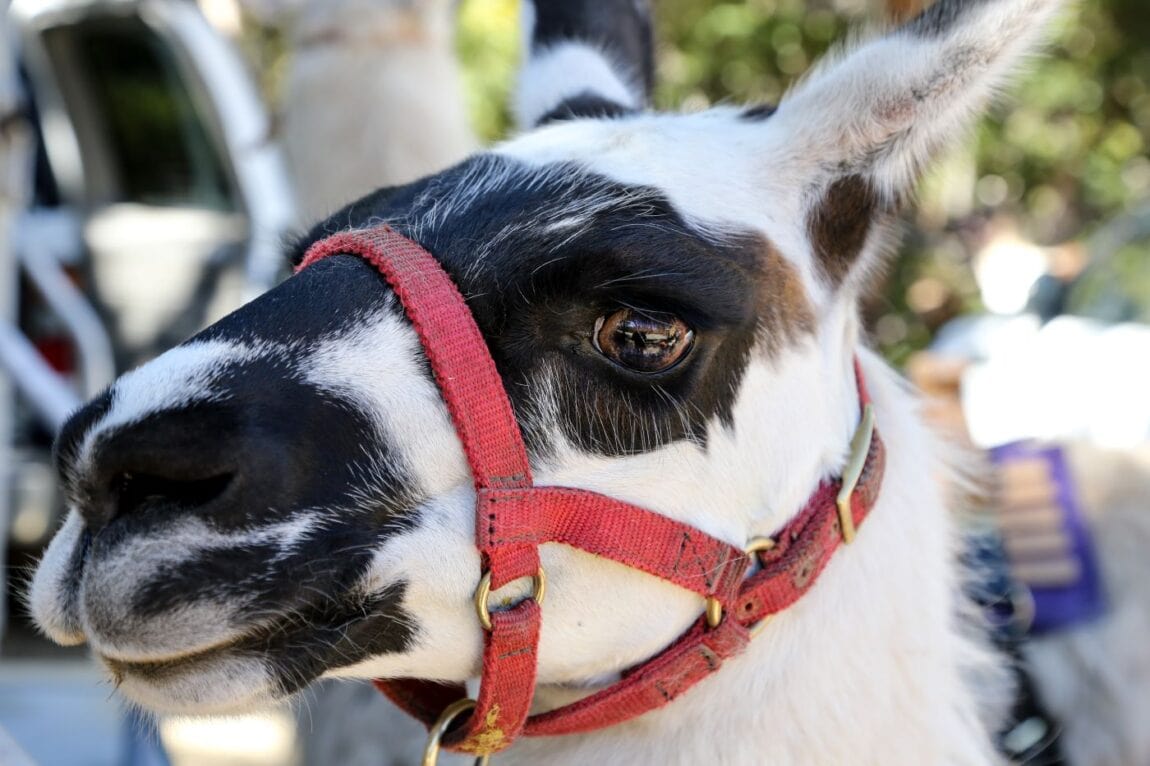 The Meditative Joys of Llama Trekking with Blue - Territory Supply