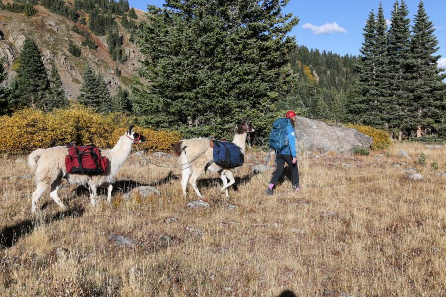 The Meditative Joys Of Llama Trekking With Blue Territory Supply